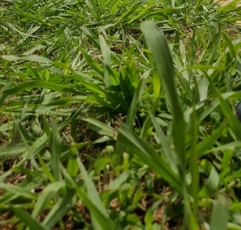 Auburn Weed Control for the Toughest Weeds | Southern Lawns