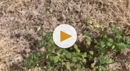 Lawn Care Video Tips | Southern Lawns | Lawn Treatment Service