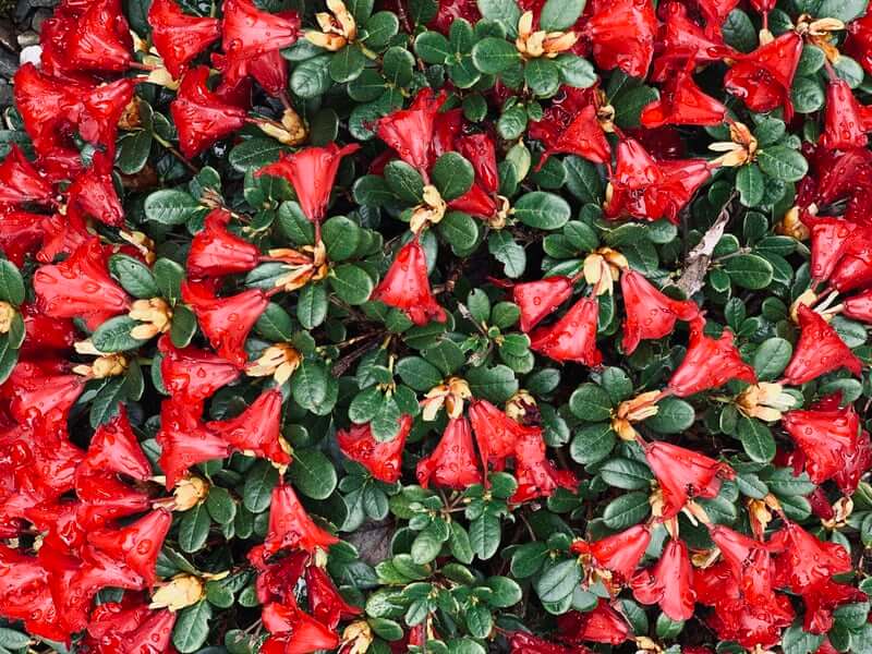 Caring for Southern Trees and Shrubs - Southern Lawns